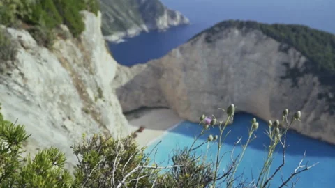 Coming over bush to reveal stunning Zaky... | Stock Video | Pond5