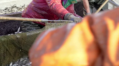 Commercial fishing in the Baltic Sea. He... | Stock Video | Pond5