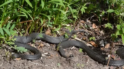 Common Tongue Stock Video Footage | Royalty Free Common Tongue Videos ...