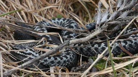 Adders Stock Video Footage | Royalty Free Adders Videos | Pond5