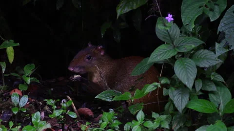 Agouti Stock Video Footage | Royalty Free Agouti Videos | Pond5