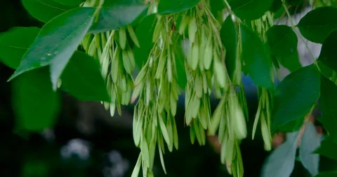 Common Ash Tree Seeds Hanging From Branc... | Stock Video | Pond5