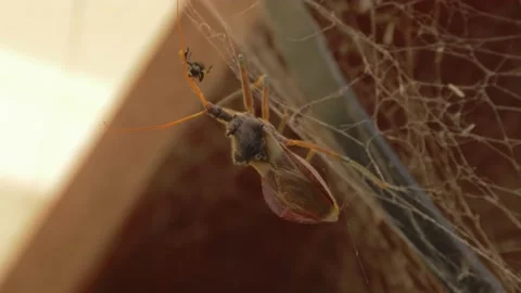 Common Assassin Bug Eating A Native Aust... | Stock Video | Pond5