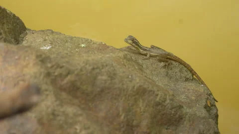 Basilisk Stock Footage ~ Royalty Free Stock Videos | Pond5