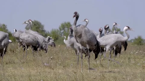 Common Birds Crane In The Hortobagy, Hun... | Stock Video | Pond5
