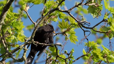 Common Blackbird Stock Videos – Royalty-Free HD & 4K Videos