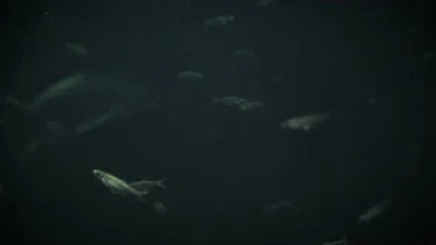 Common bleak (Alburnus alburnus) and bel... | Stock Video | Pond5