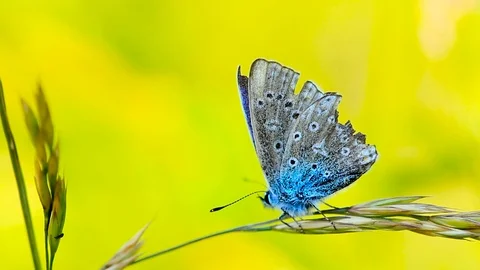 Common blue butterfly with torn wings fl... | Stock Video | Pond5