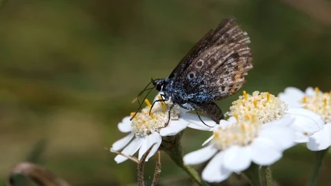 Common Blue - Swamp Yarrow - side view | Stock Video | Pond5