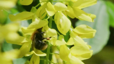 Common Carder Bee close up licking golde... | Stock Video | Pond5