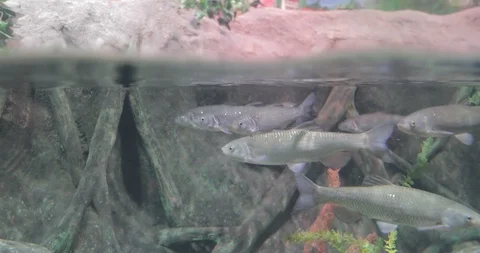 the common chub, European chub, Squalius... | Stock Video | Pond5