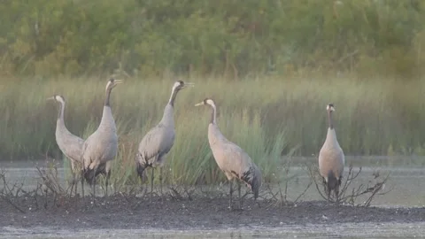 Common crane bird call, mating sounds of... | Stock Video | Pond5