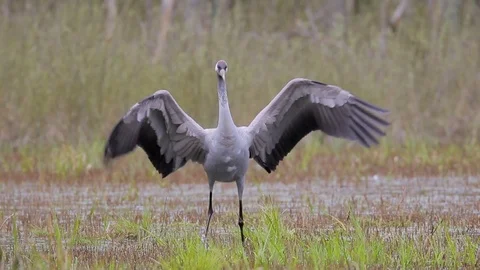 Common Crane bird dancing in water in sp... | Stock Video | Pond5