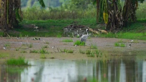 Thailand Birds Stock Videos – Royalty-Free HD & 4K Videos | Page 5