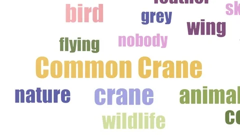 Common Crane Word Cloud Animated Isolate... | Stock Video | Pond5
