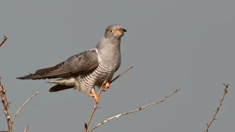 Common cuckoo Cuculus canorus in the wil... | Stock Video | Pond5