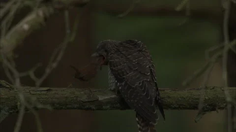 Common Cuckoo Fledgling (Cuculus Canorus... | Stock Video | Pond5