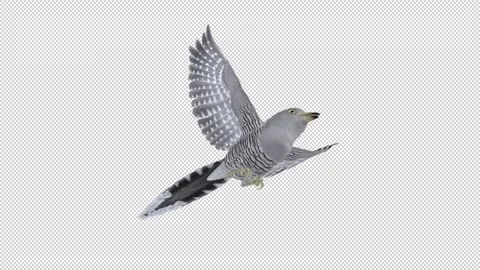 Common Cuckoo - Forest Bird - Flying Loo... | Stock Video | Pond5