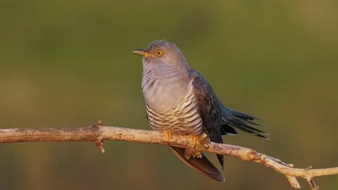 Common cuckoo song, bird call, Cuculus c... | Stock Video | Pond5