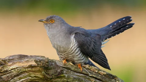 Common cuckoo song, European bird call, ... | Stock Video | Pond5