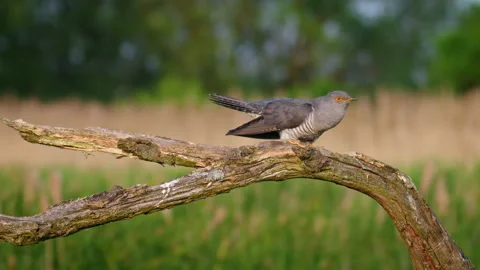 Common cuckoo song, European bird call, ... | Stock Video | Pond5