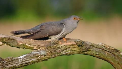 Talented From Birds Stock Video Footage | Royalty Free Talented From ...