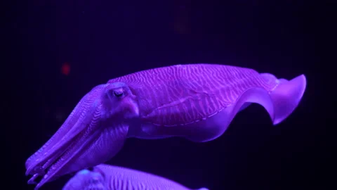 common cuttlefish close-up, on a black b... | Stock Video | Pond5