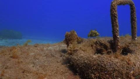 Cuttlefish No Background Stock Videos – Royalty-Free HD & 4K Videos