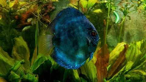 The common discus Symphysodon discus is ... | Stock Video | Pond5