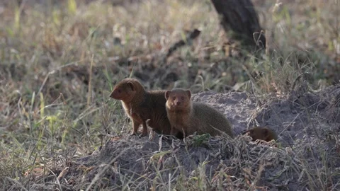 Common Dwarf Mongoose coming out of nest... | Stock Video | Pond5