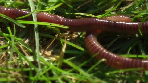 Common Earth Stock Footage ~ Royalty Free Stock Videos | Pond5