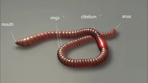 Common earthworm anatomy and cross secti... | Stock Video | Pond5