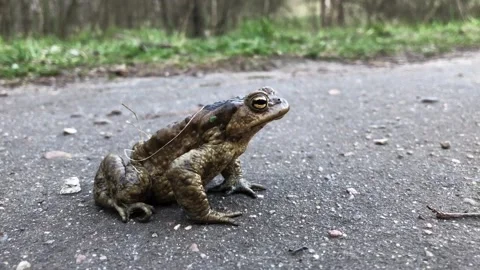 common forest frog woke up in the spring | Stock Video | Pond5
