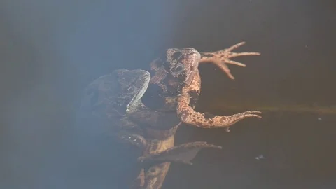 Common frogs (Rana temporaria) in amplex... | Stock Video | Pond5