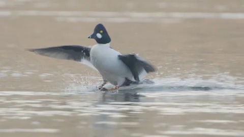 Common goldeneye bird in flight in slow ... | Stock Video | Pond5