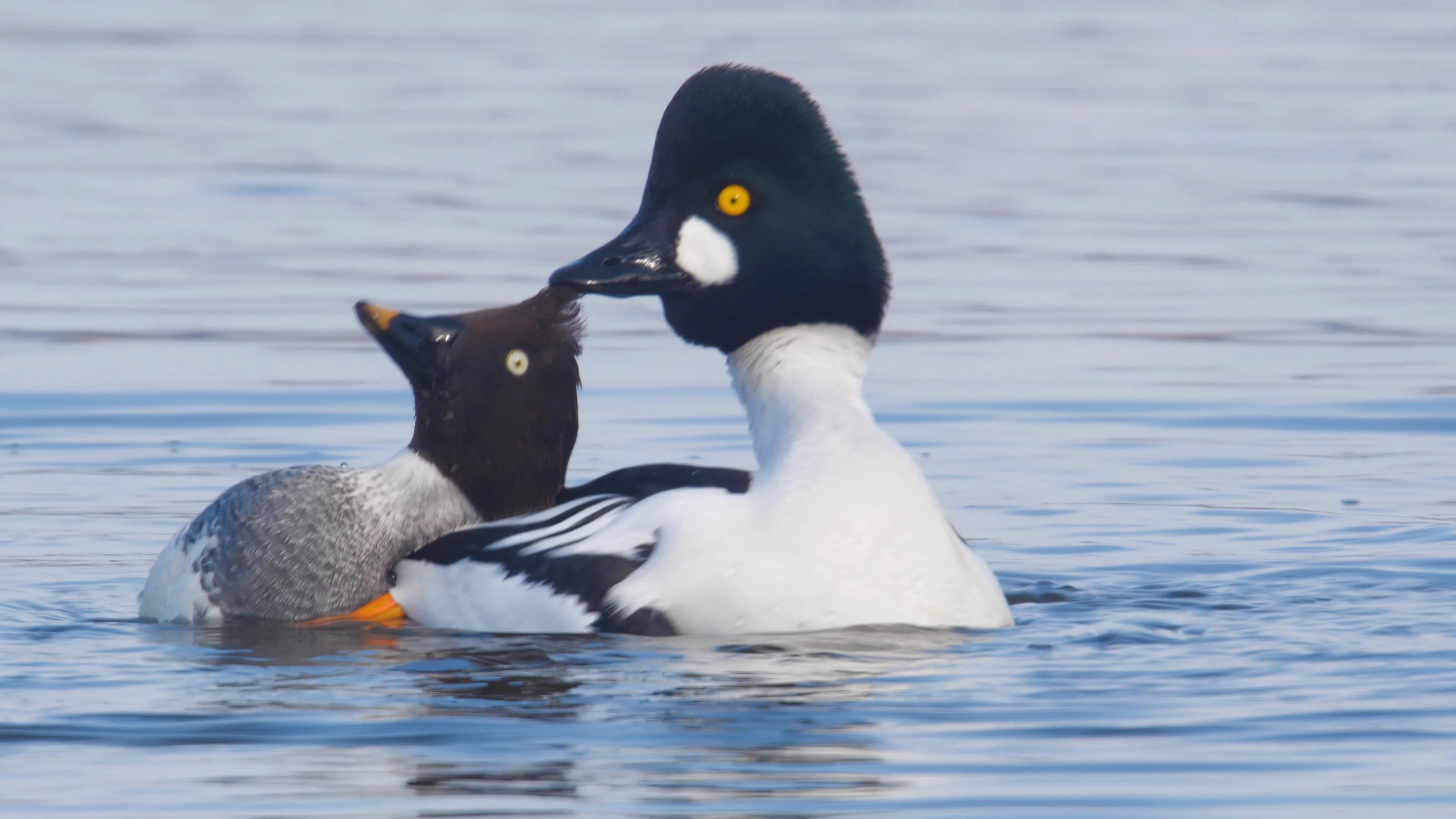 Common Goldeneye