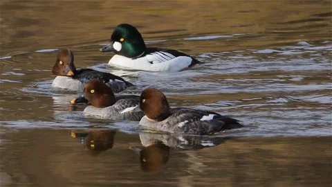 Common Goldeneye Stock Footage ~ Royalty Free Stock Videos | Pond5