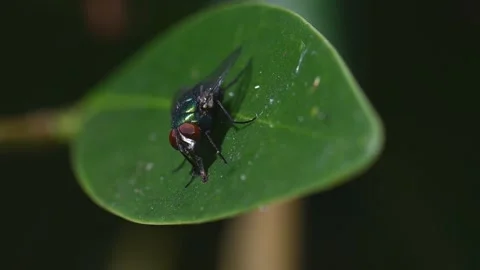 Common green bottle fly using proboscis ... | Stock Video | Pond5