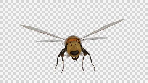Common Honey Bee - Flying Loop - Front C... | Stock Video | Pond5