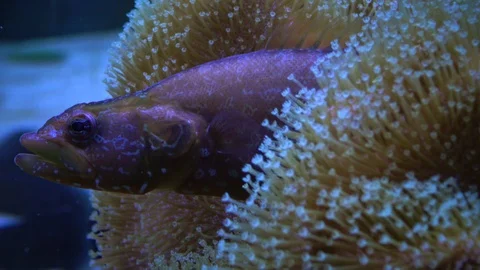 Common Ling Stock Video Footage | Royalty Free Common Ling Videos | Pond5