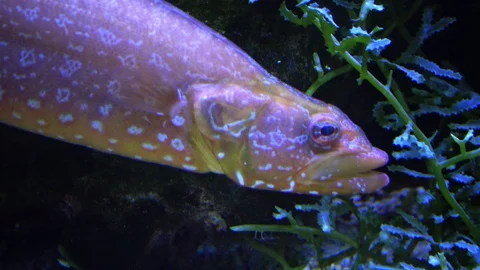 Common Ling Stock Video Footage | Royalty Free Common Ling Videos | Pond5