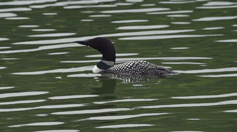 Common Loon Dives Below Water Surface of... | Stock Video | Pond5