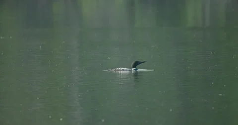 Common Loon Swimming Diving Submerging G... | Stock Video | Pond5