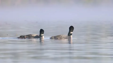 Wwwmp3Me Stock Video Footage | Royalty Free Wwwmp3Me Videos | Pond5