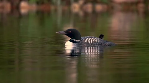 Loon Sounds Stock Video Footage | Royalty Free Loon Sounds Videos | Pond5