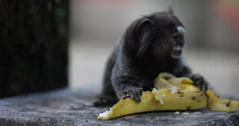 Common marmoset eating banana on park be... | Stock Video | Pond5