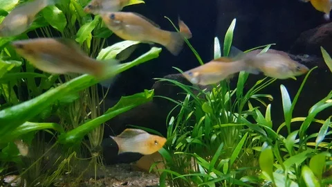 Common molly fishes swimming fast next t... | Stock Video | Pond5