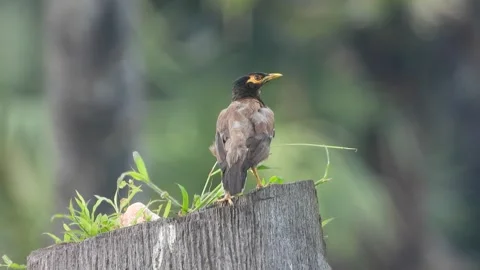 Common myna - eyes - wood - grass . | Stock Video | Pond5