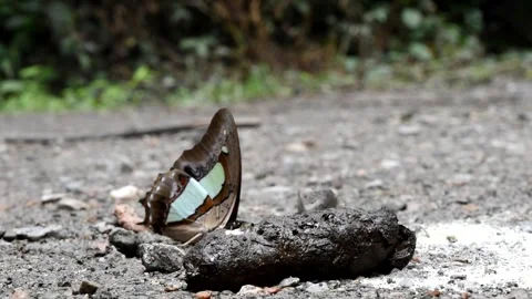 Sucking The V Stock Videos – Royalty-Free HD & 4K Videos | Page 2