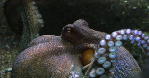 Common Octopus, octopus vulgaris, Adult ... | Stock Video | Pond5